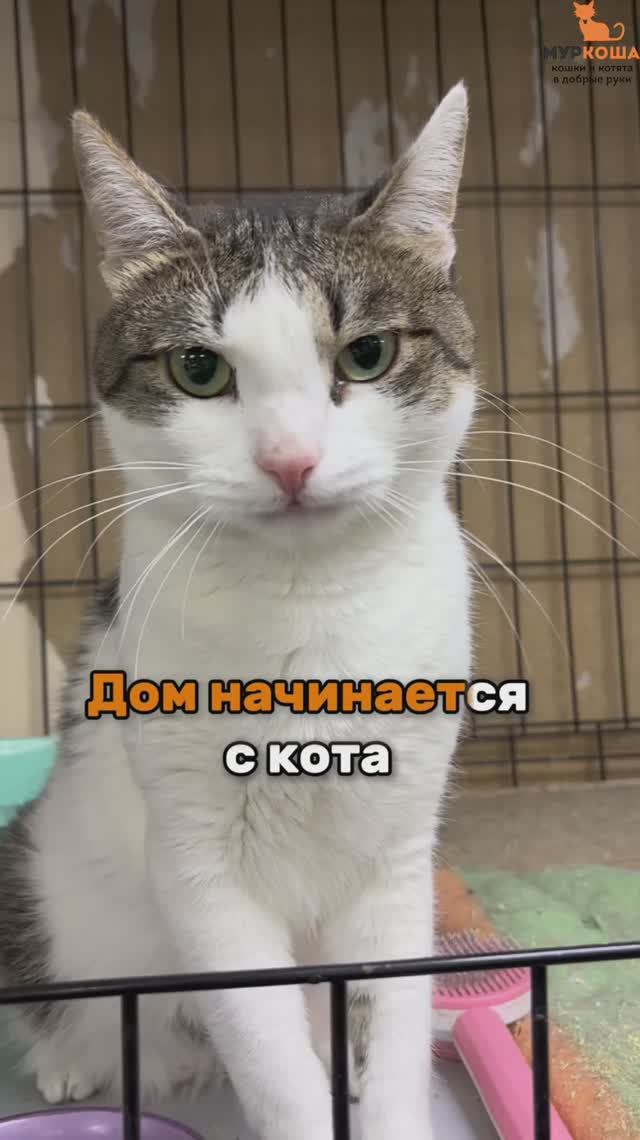 Котосон ждёт вас в приюте #Муркоша