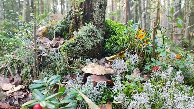 Красота летнего леса. Август