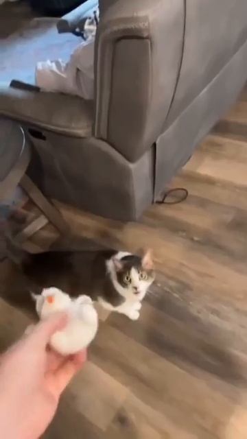 Коты и фокусы))