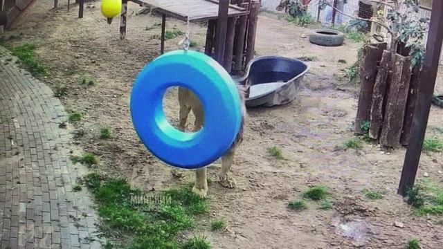 Шархан Игры с большим красным мячом