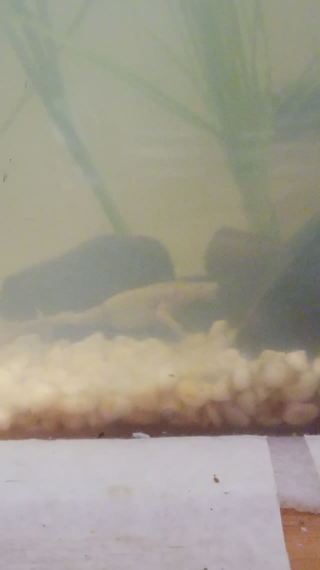 Африканская карликовая лягушка.