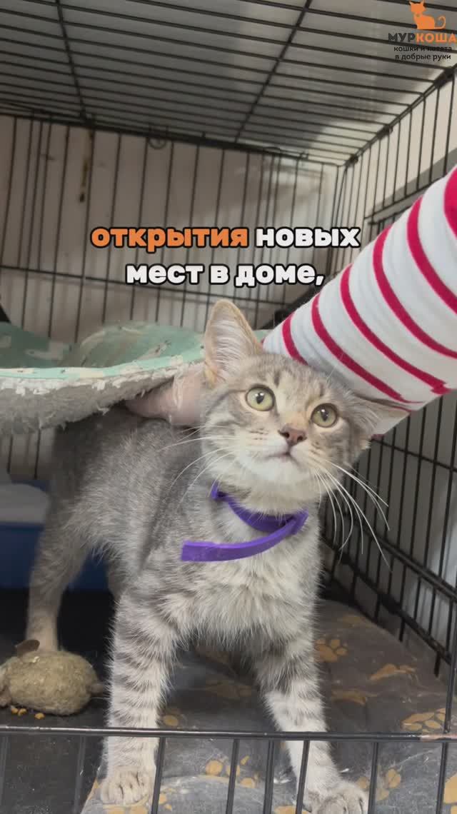 Маоли ждёт вас в приюте #Муркоша