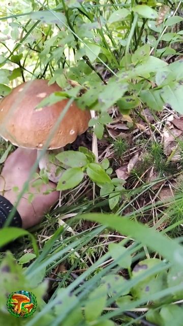 Вот это гигантелло!