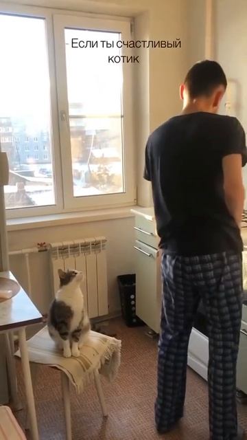 если ты счастливый котик 😻 #shorts