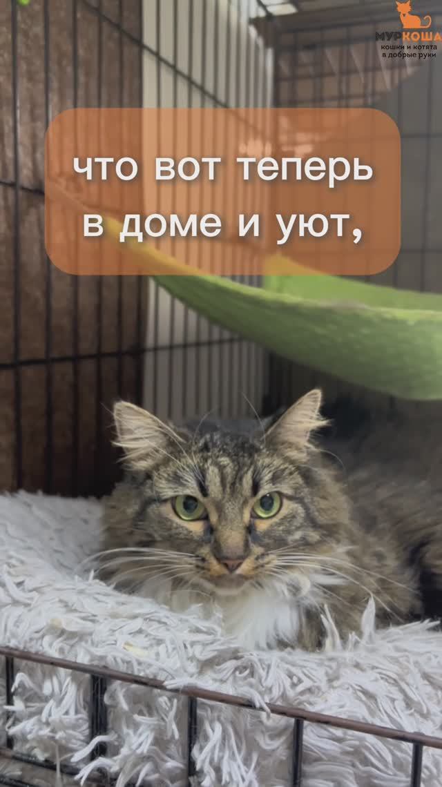 Ласкунья ждёт вас в приюте #Муркоша