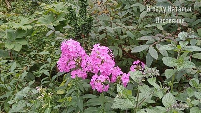 Дача 16-17 августа 2025. Обрезка чёрной малины, мята Москвичка, семена лилии канадской, черенки роз