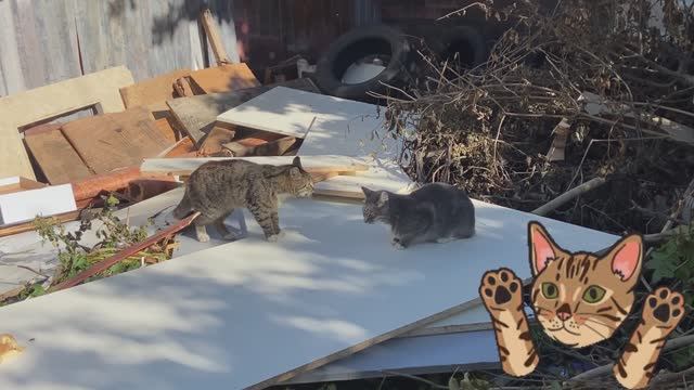 Про котов