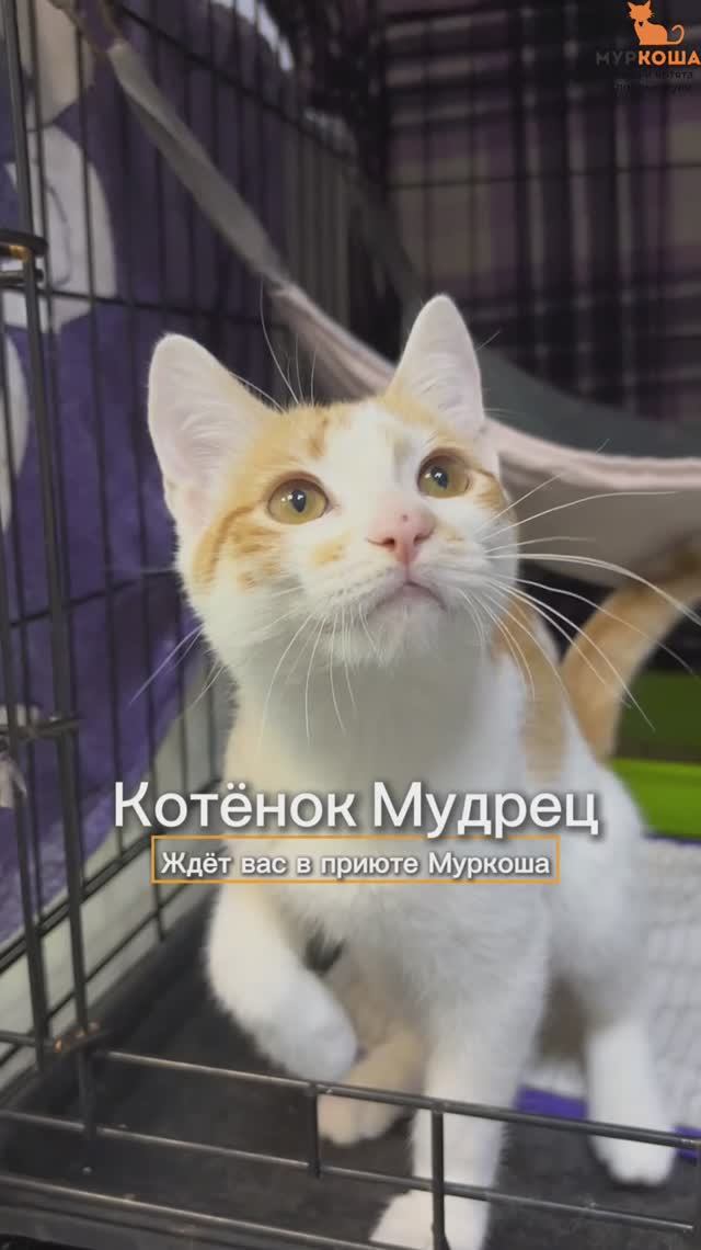 Мудрец ждёт вас в приюте #Муркоша