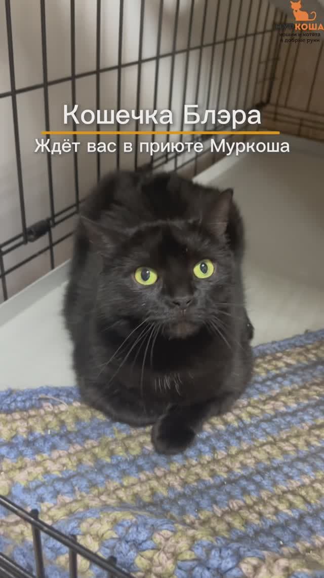 Блэра ждёт вас в приюте #Муркоша