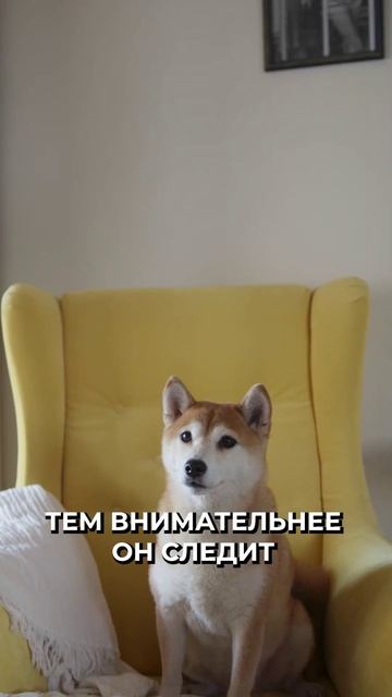 🤔 Понимают ли собаки, что показывают по ТВ