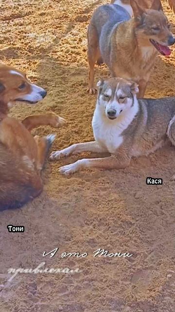 "Случайно или нарочно? Случай из жизни старшей стаи" ❥ Приют в Малинках