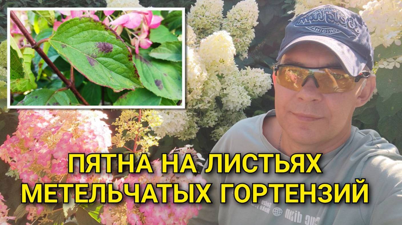 Пятна на листьях гортензии метельчатой во время цветения 🌸 как их уменьшить