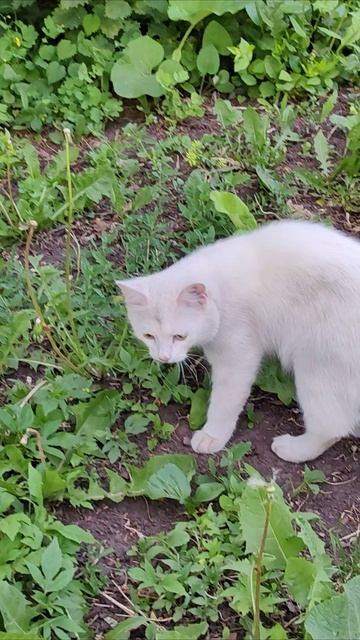 Кошка убегает.