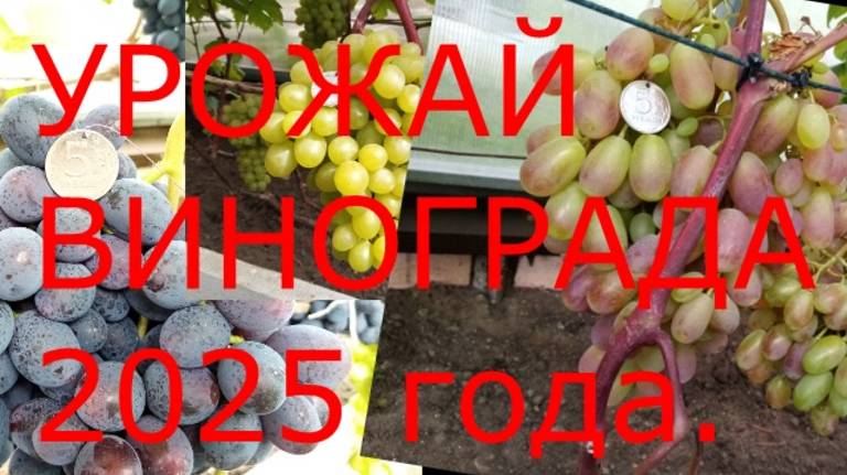 Урожай винограда 2025 года.