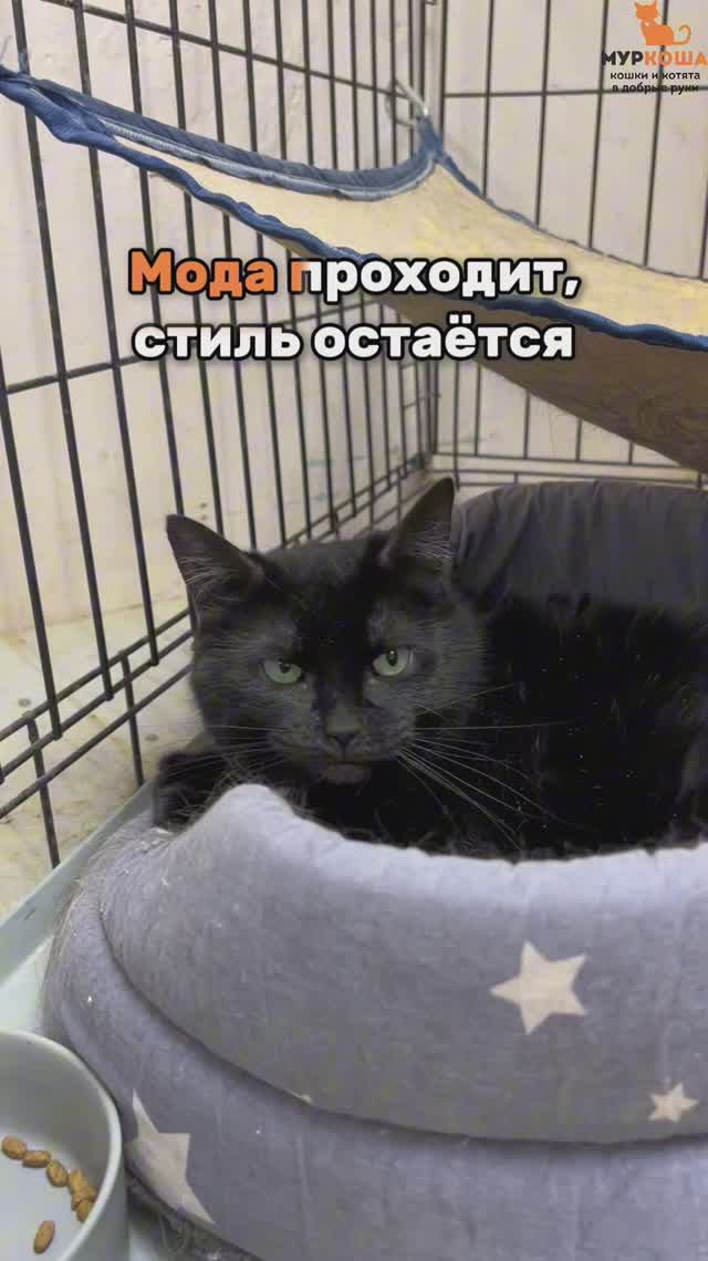 Круэлла ждёт вас в приюте #Муркоша