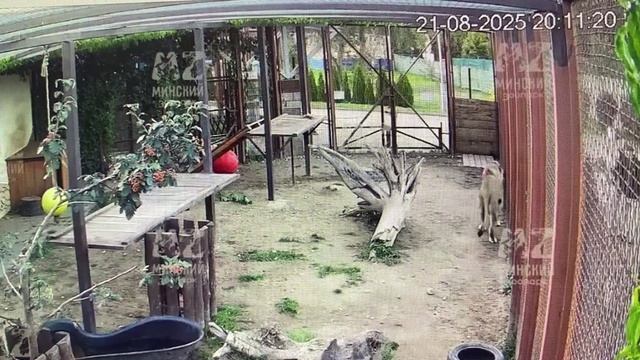 Шархан Вечер Прогулка Побегушки 21.08.2025