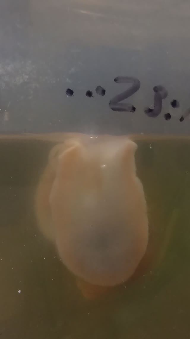 Улитка ампулярия.