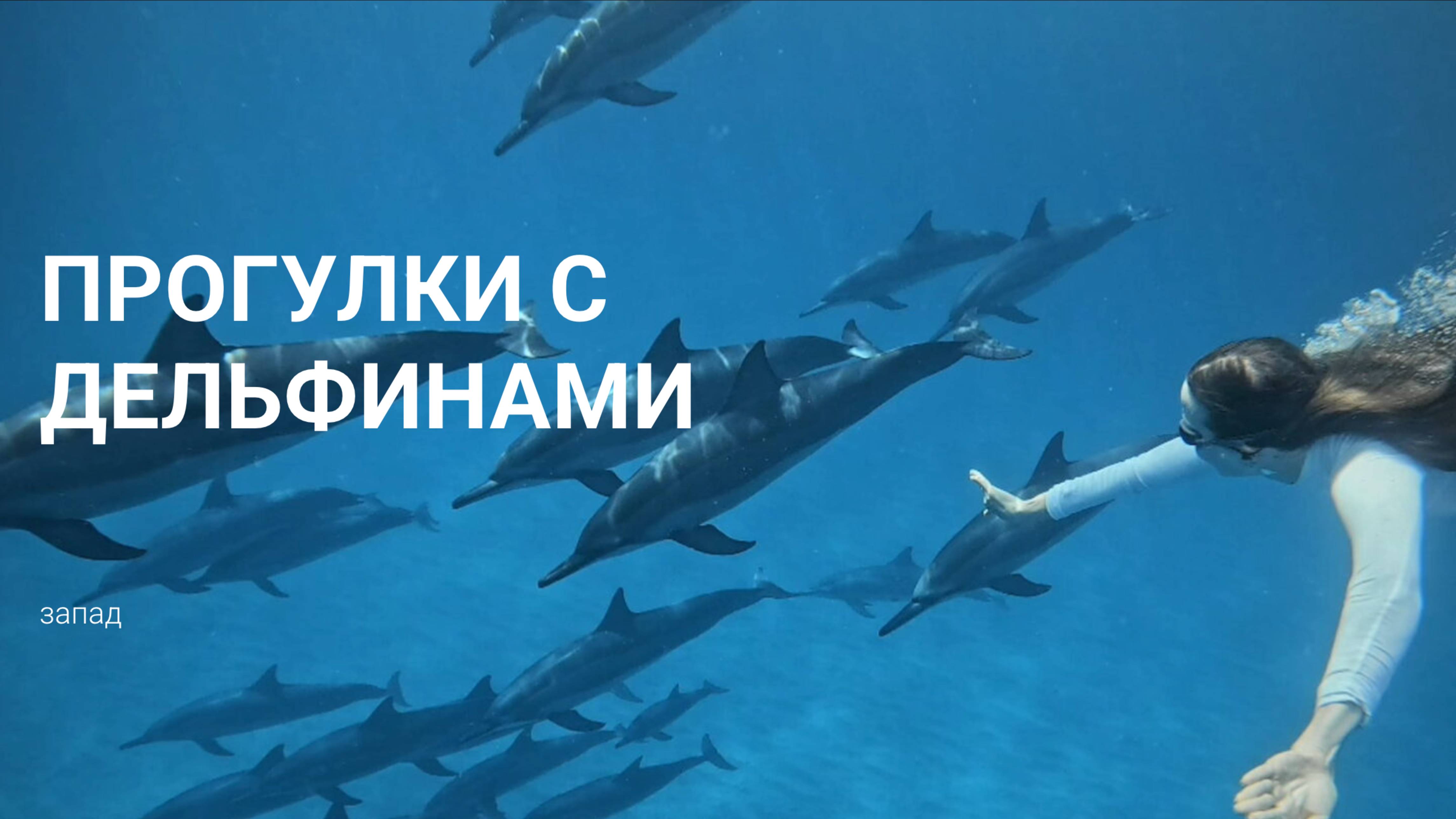 Плавание с дельфинами на Маврикии