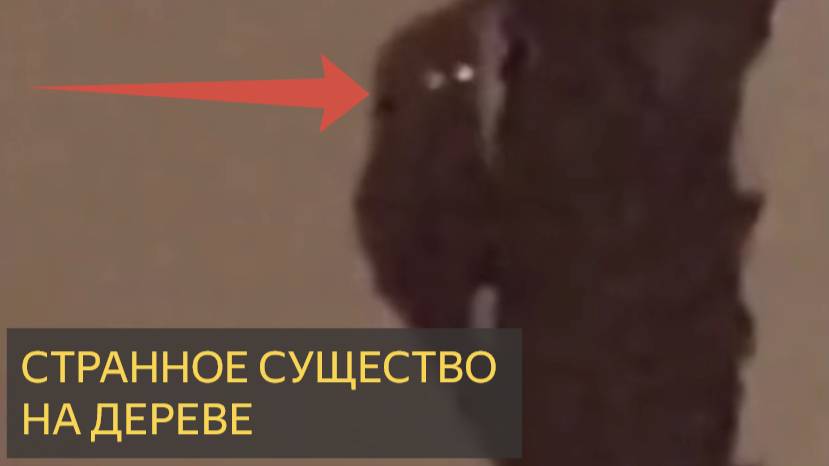 СТРАННОЕ СУЩЕСТВО НА ДЕРЕВЕ