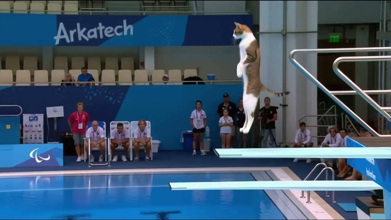 Кошачья олимпиада по прыжкам в воду