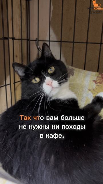 Фрайди ждёт вас в приюте #Муркоша