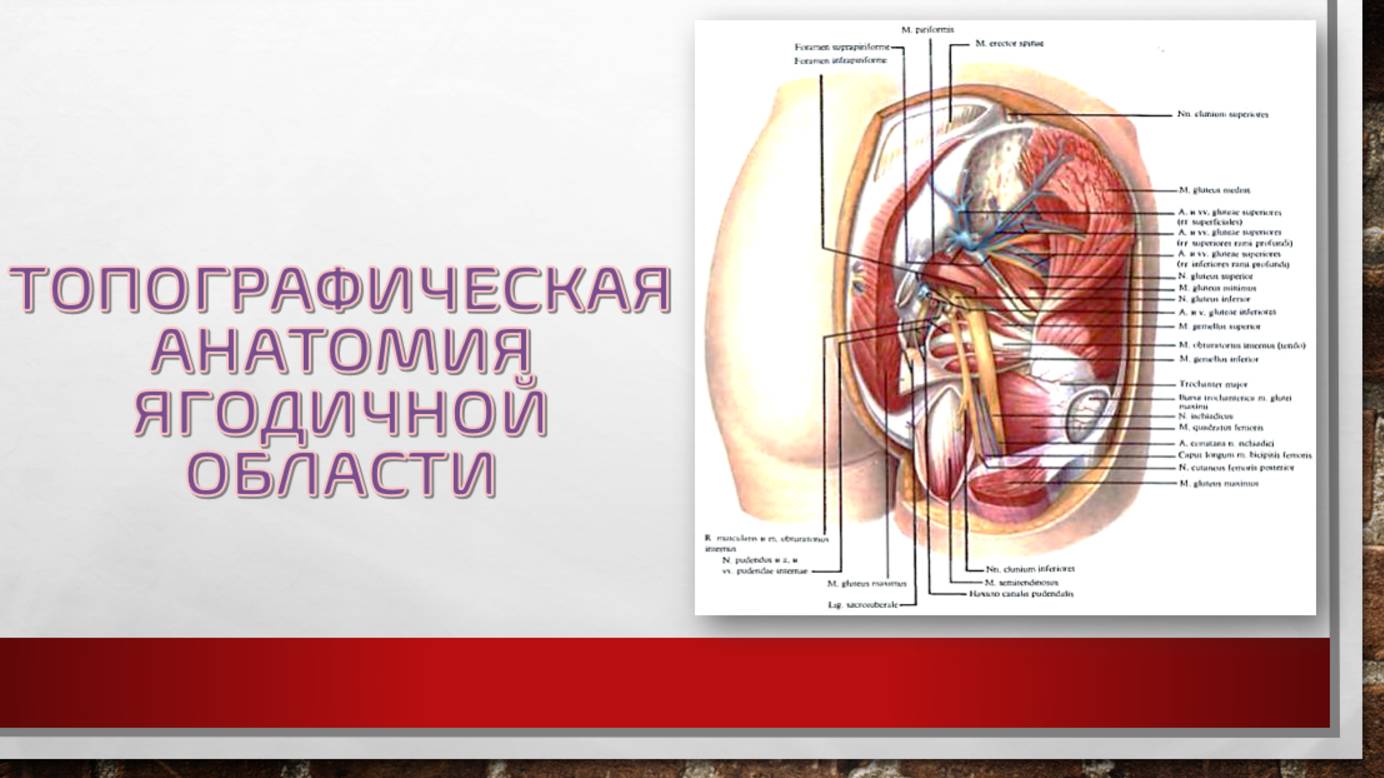 Топографическая анатомия ягодичной области