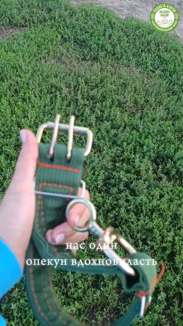 опекун Тхакура вдохновилась и заказала для своего любимого бычка ошейник) Отлично сел)
