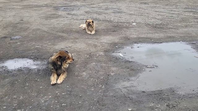1 Собаки Колымской трассы. Dogs of the Kolyma highway