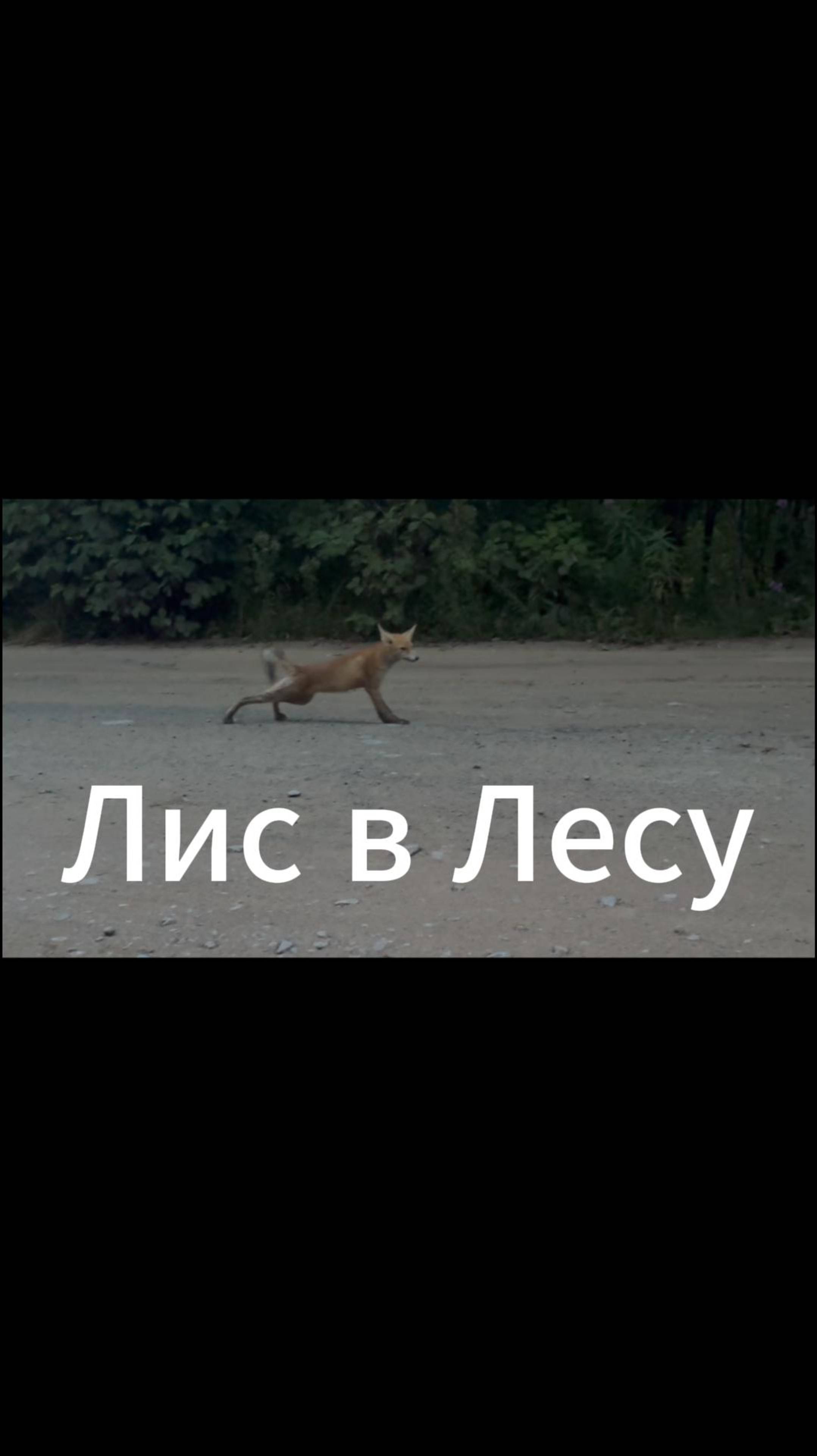 Лис В Лесу #Вихрицкий #актер #сериал #блогер #спб #лис #лес #природа #счастье #мир #озеро #я #мы