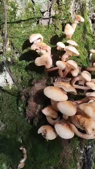 Как выглядят настоящие опята