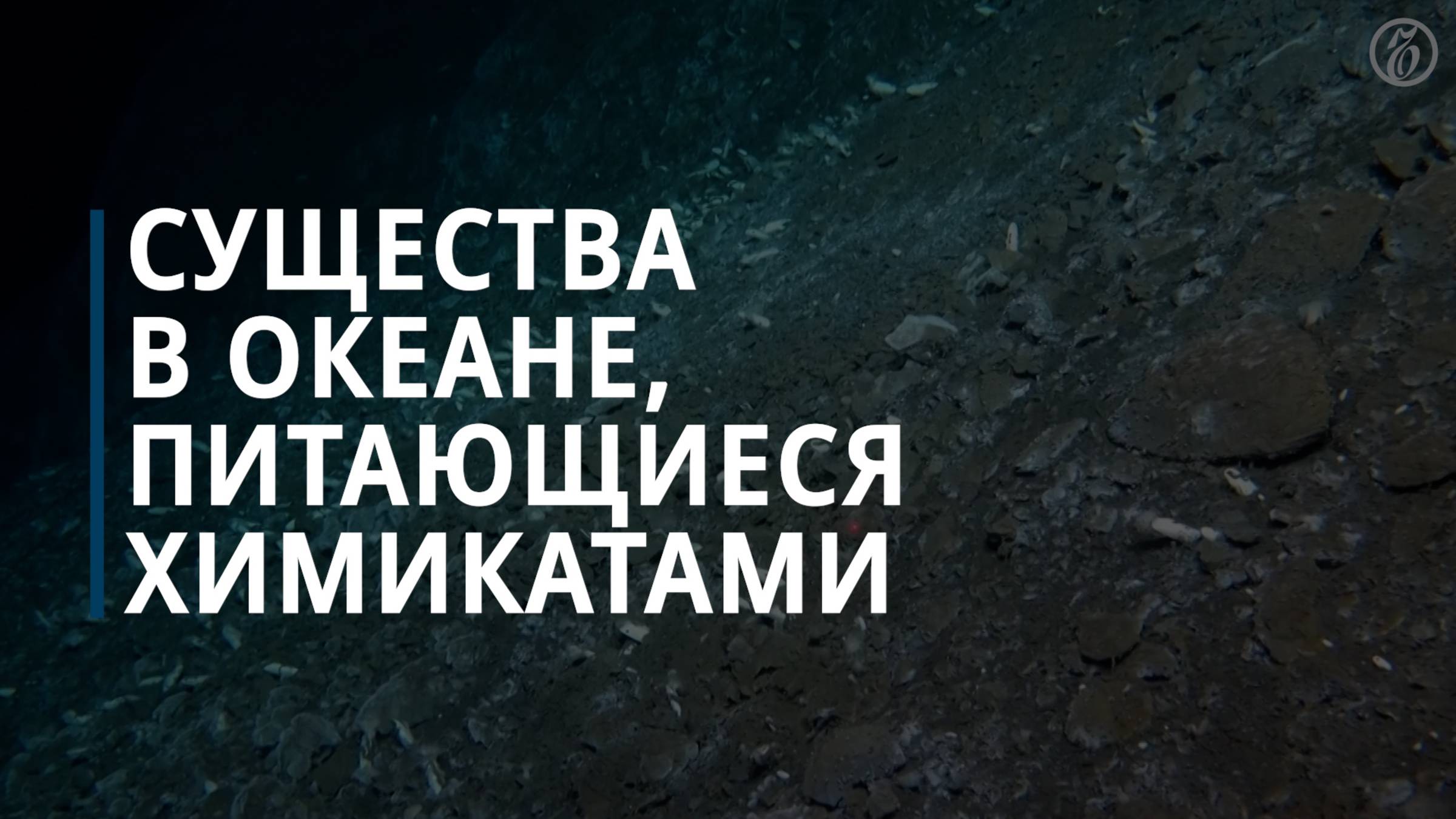 Существа на дне Тихого океана, питающиеся химикатами
