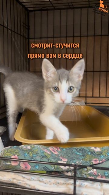 Денеб ждёт вас в приюте #Муркоша