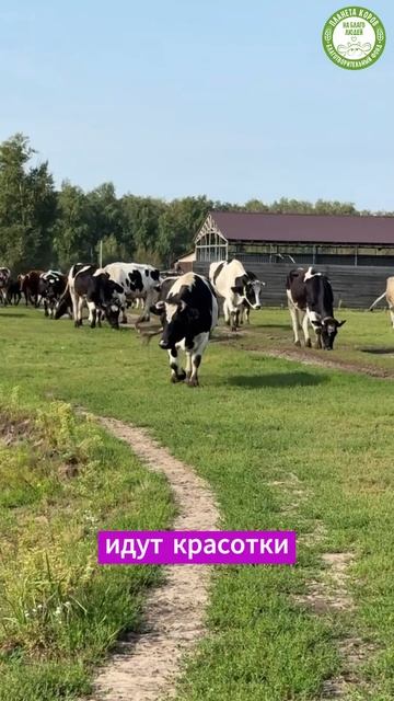 На Планете коров коровушки счастливы! 🌿🐄