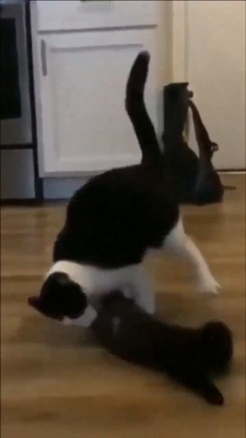 Кошачий рестлинг))