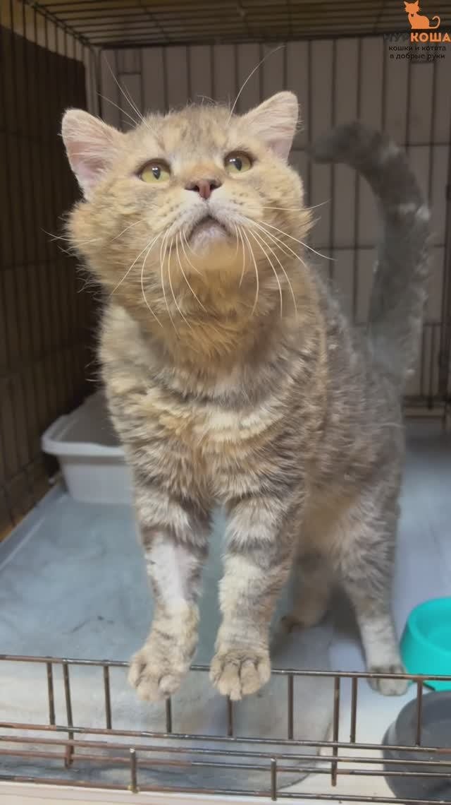 Мурсий (уже дома)