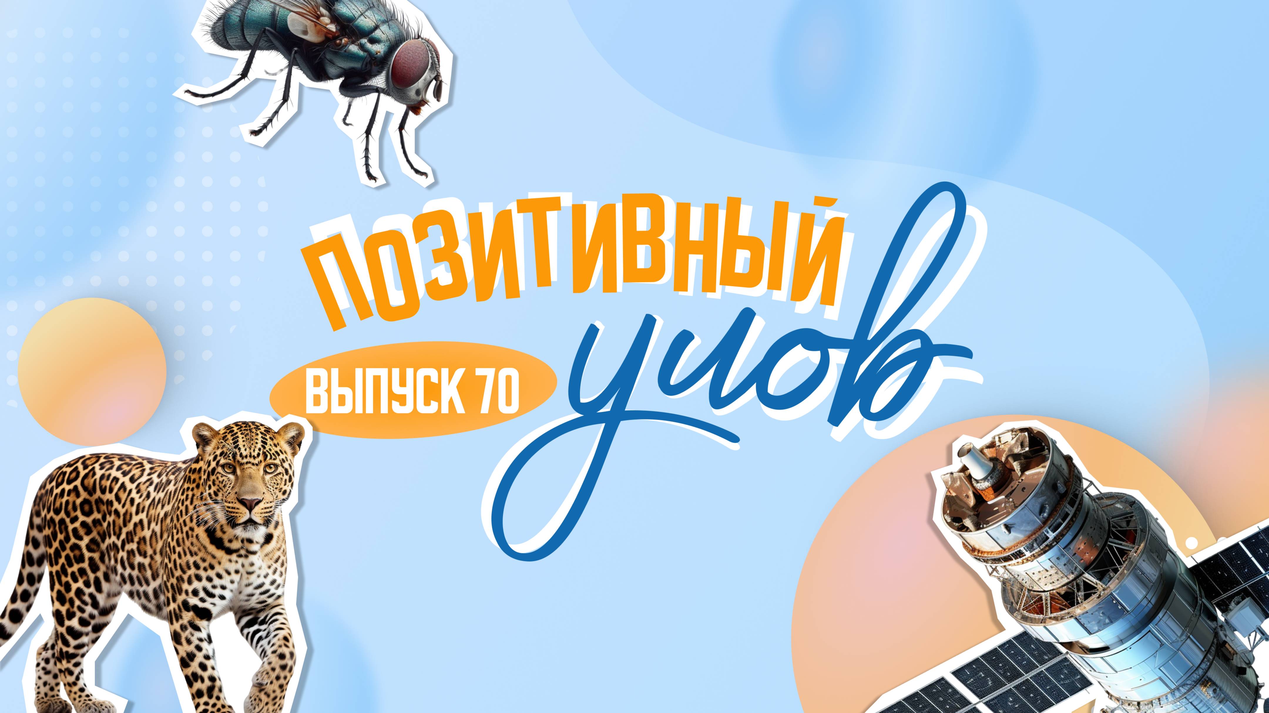 Русская панда и муха-гольфист. "Позитивный улов"