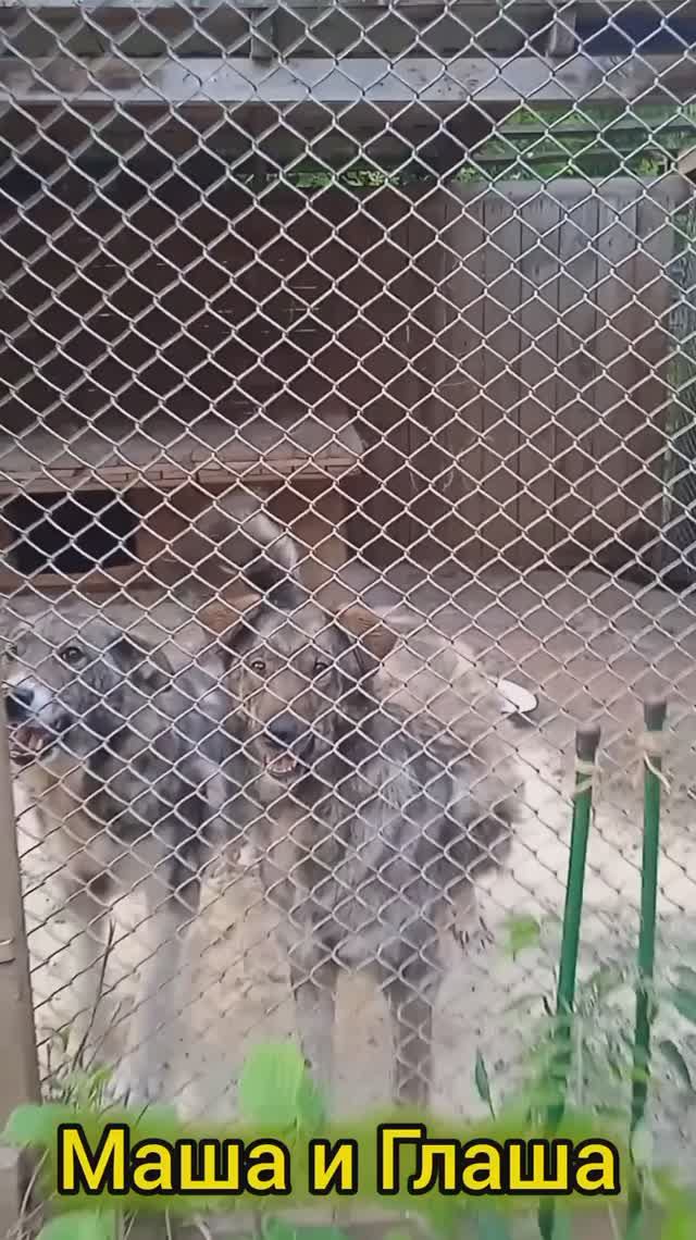 Фермерские собачата