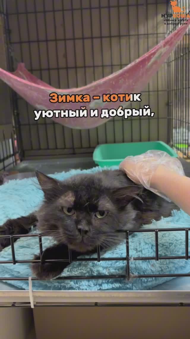 Зимка ждёт вас в приюте #Муркоша