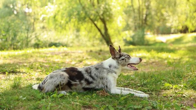 Кинологическая дисциплина обидиенс
