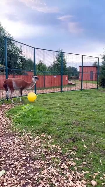 Лама Педро 🦙  из подмосковного зооприюта играет в футбол #shorts