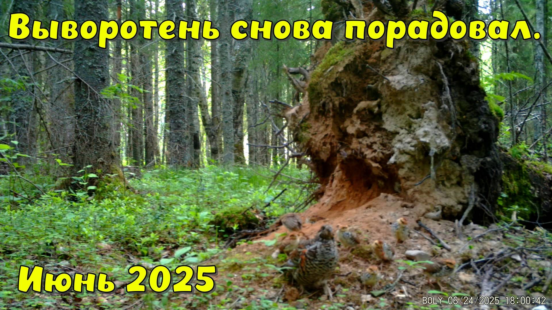 Фотоловушка у выворотня. Июнь 2025.