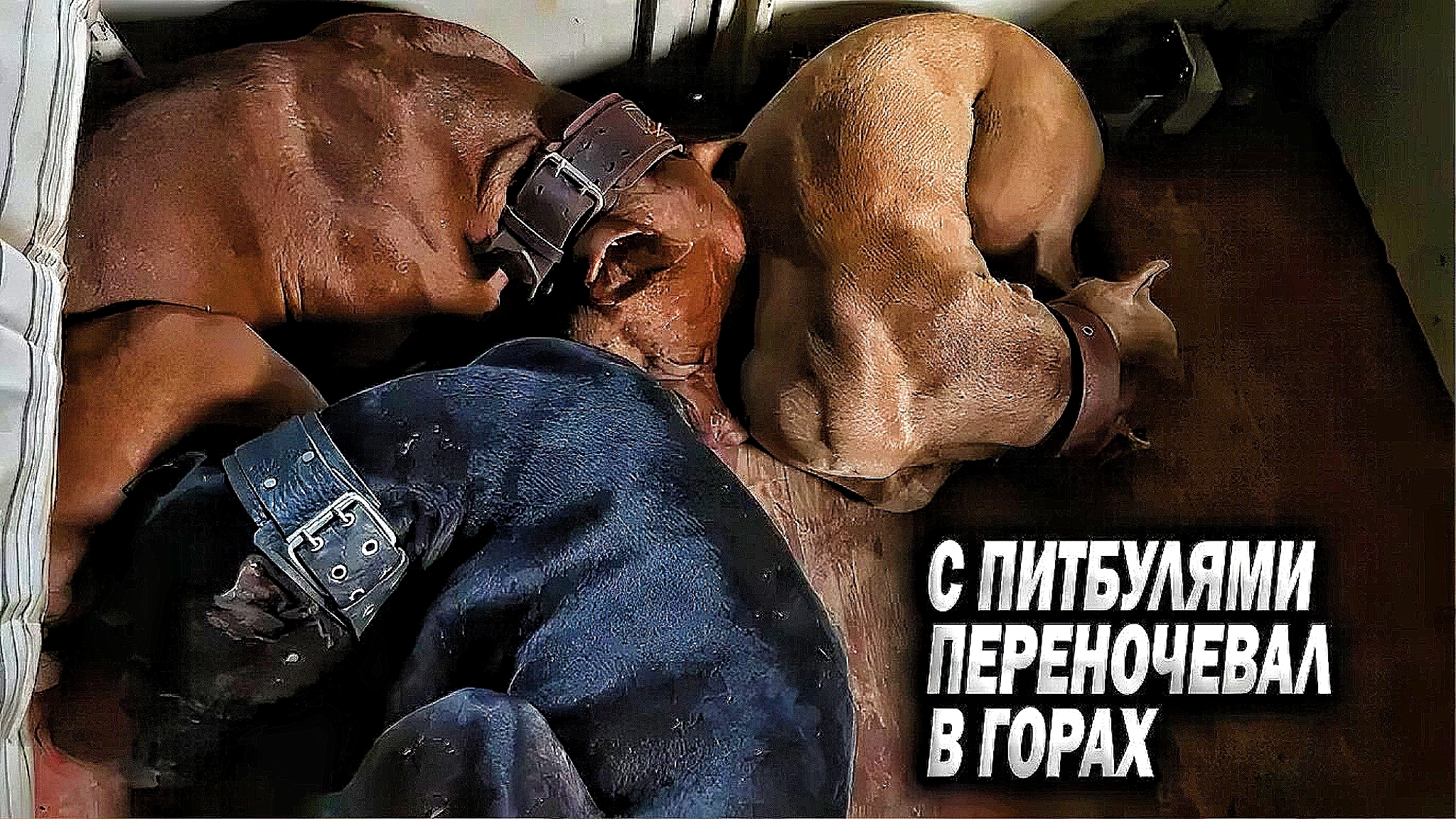 Утро в горах с питбулями !!! Переночевал в вагончике с питбулями в горах