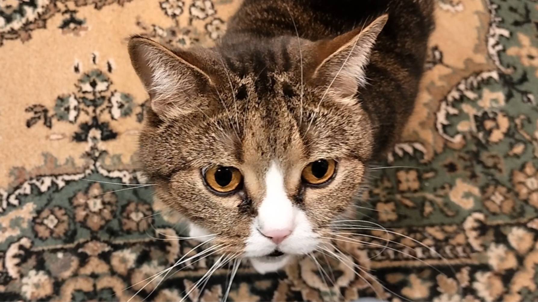 Я как хамелеон, хорошо замаскировался