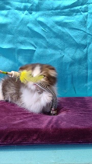 Прекрасная игра с котятами. #котята