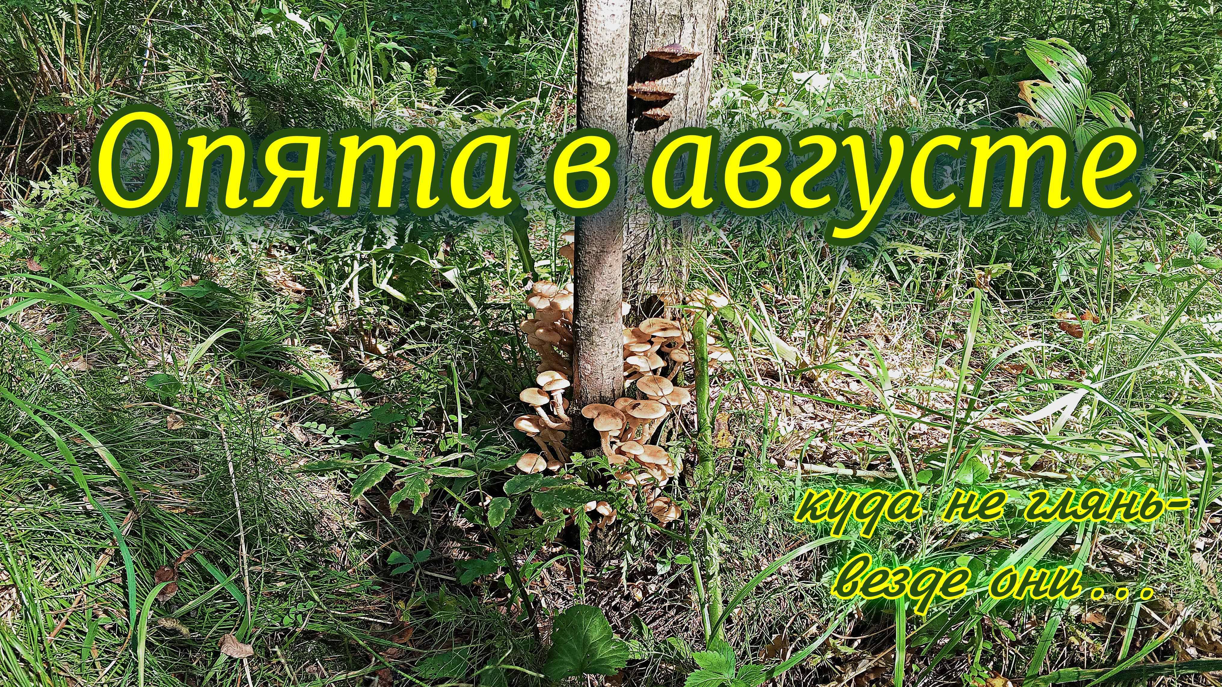 А вот и пошли в Сибири Опята!