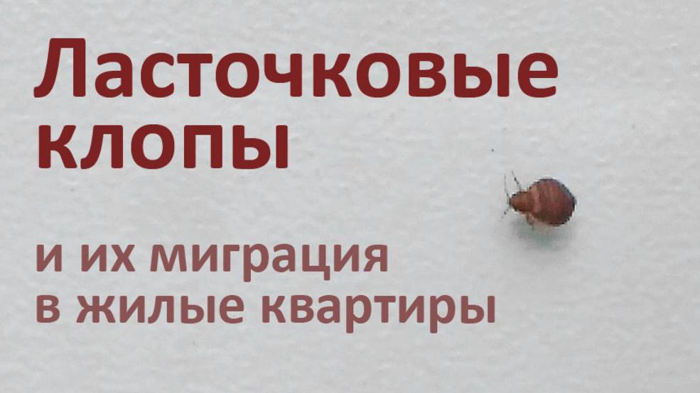 Ласточковые клопы на окнах — кусачие, но сезонные паразиты