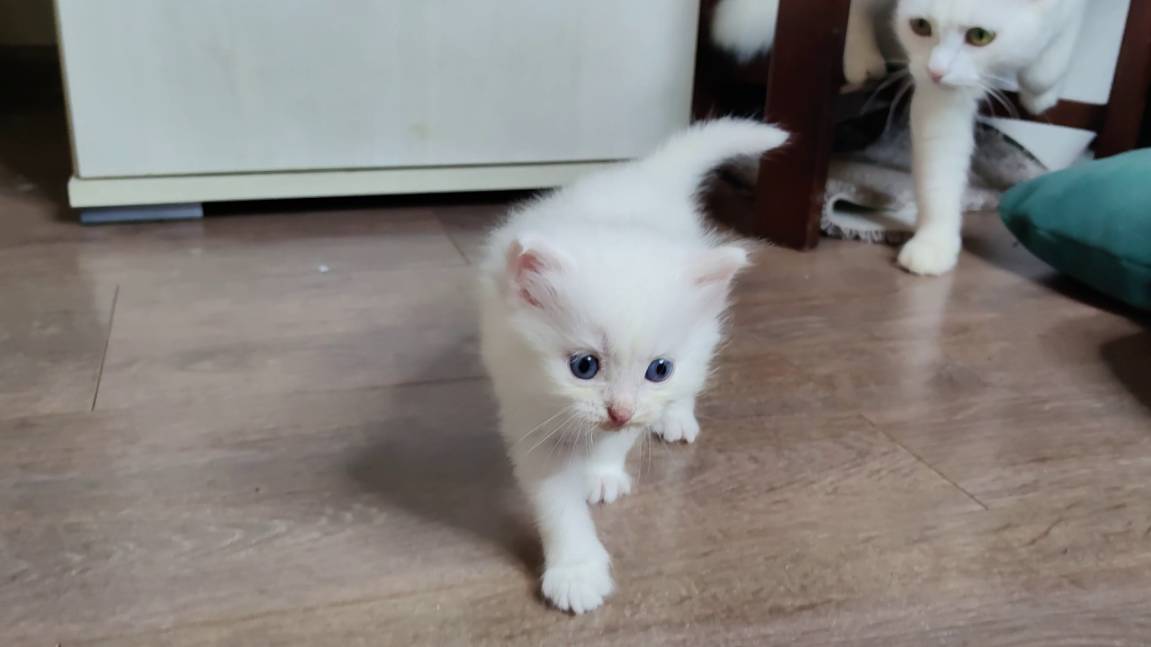 Мама-кошка наблюдает за своим маленьким белым котёнком, который гуляет. Заботливая мама-кошка и очар