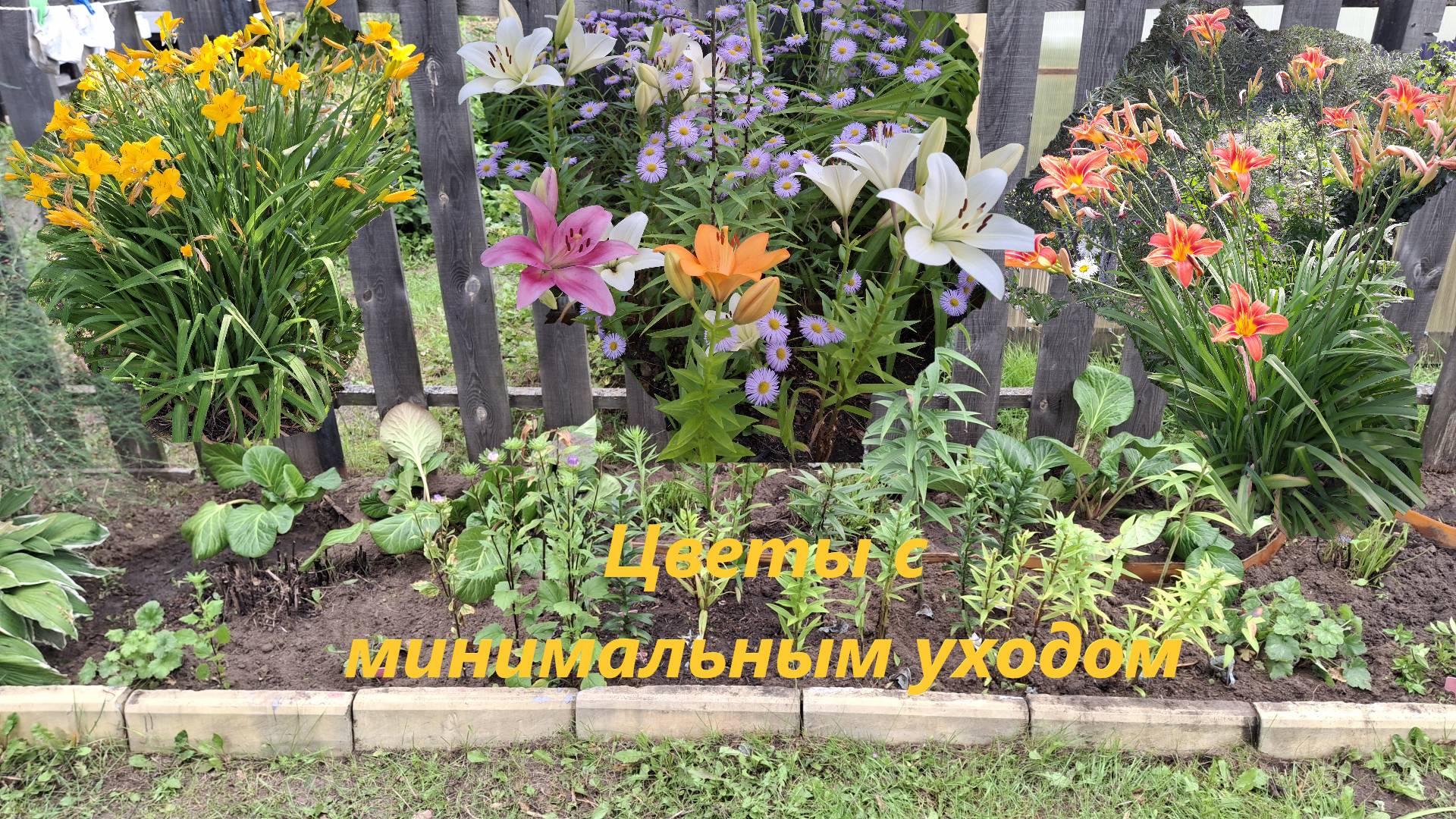 Переделываю часть клумбы. Цветы с минимальным уходом #97