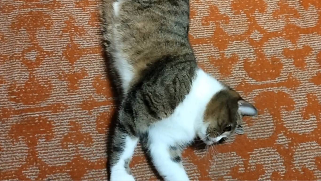 Утренняя гимнастика для кота