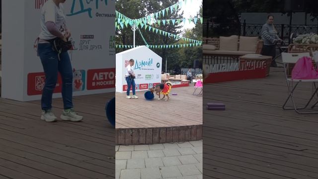 Благотворительный фестиваль "Домой".23.08.2025. Первое выступление Бони.